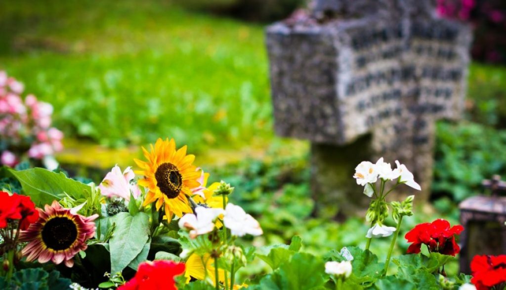 August Flower of the Month: Sunflowers - Coles Funeral Directors